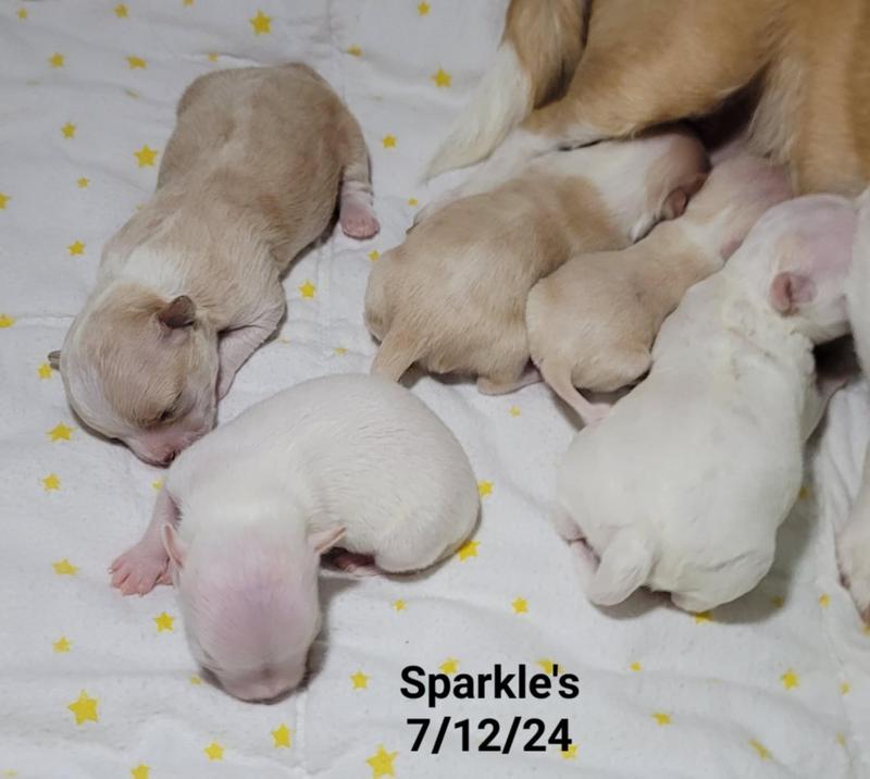 Puppies