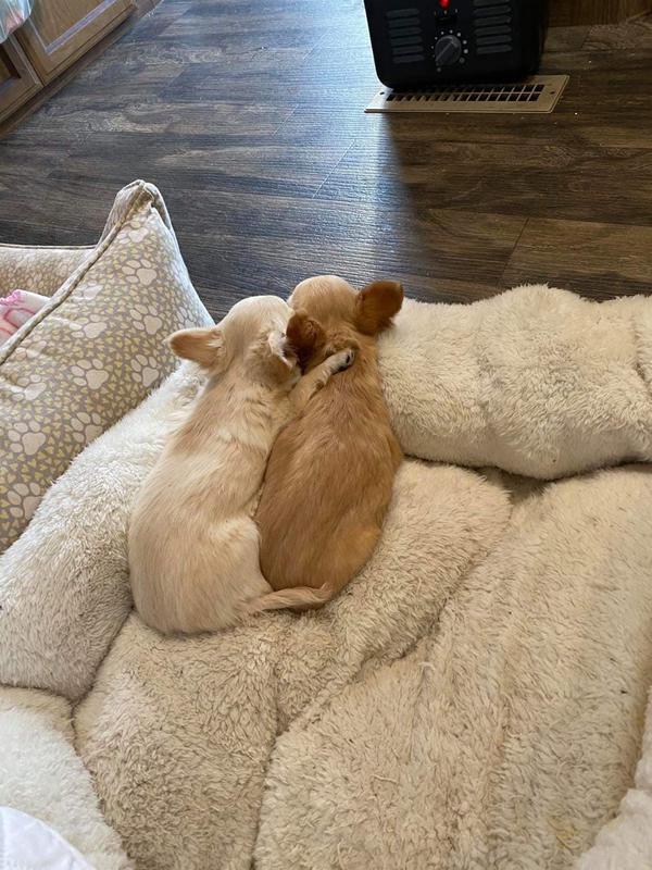 Website Designed at Homestead™ Get a Website and List Your Business